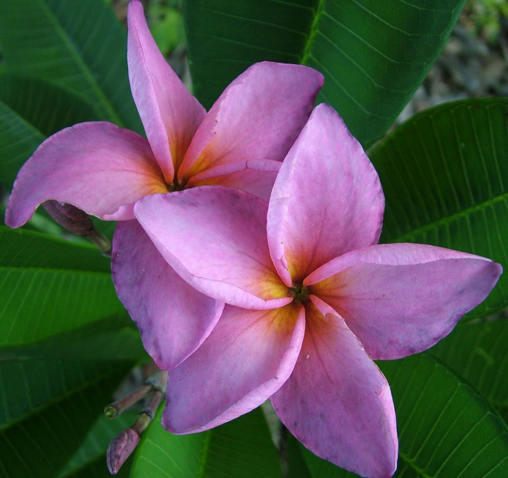 Jack's Purple - East Kimberley Frangipanis